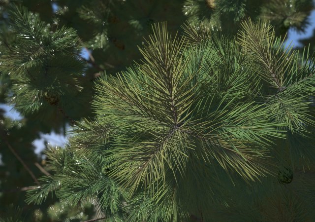 Pine tree Free 3D Model in Tree 3DExport