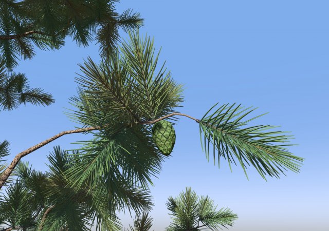 Pine tree Free 3D Model in Tree 3DExport