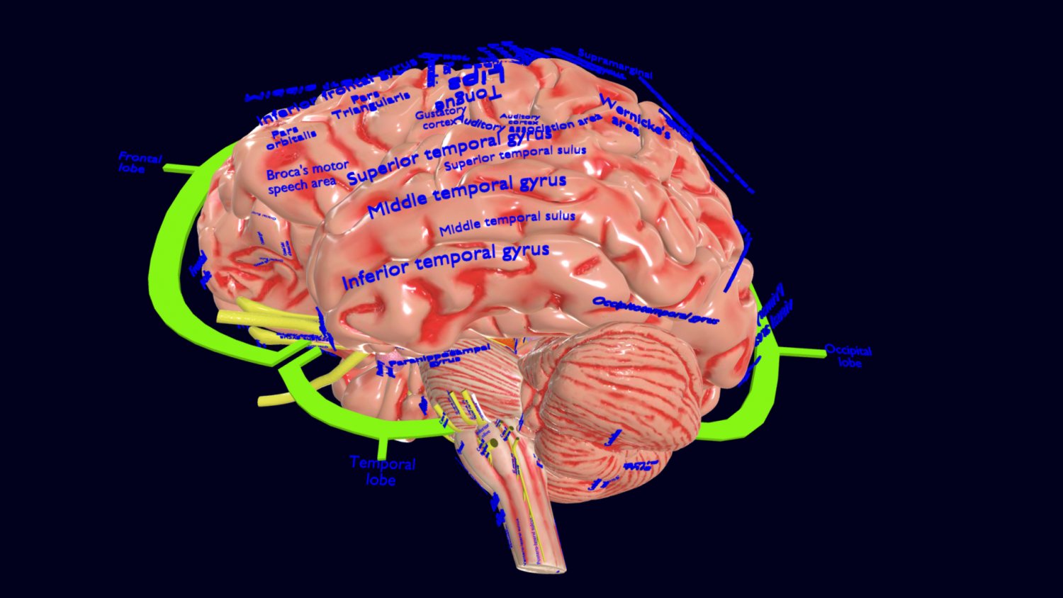 Limbic System 3d