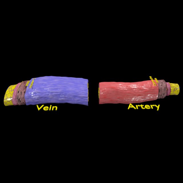 Blood vessel artery vein structure labelled 3D Model in Anatomy 3DExport