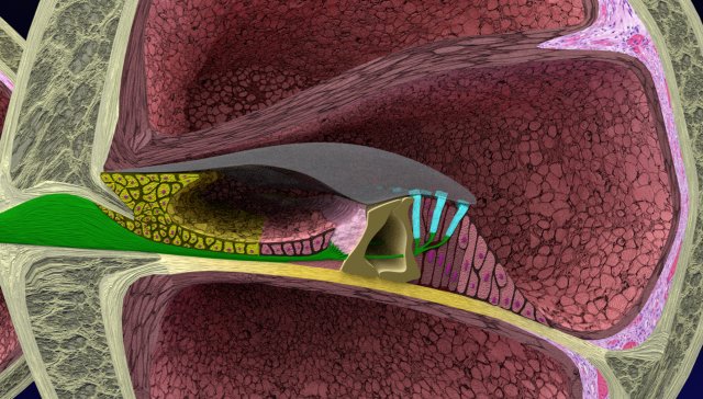 Cochlear duct organ of corti 3D Modelo 3D in Anatomía 3DExport
