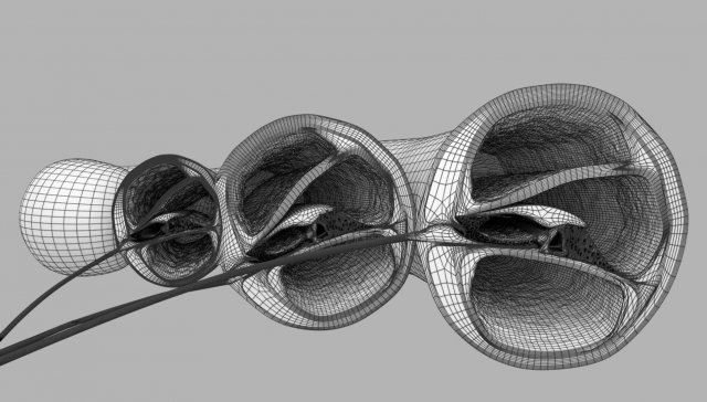 Cochlear duct organ of corti 3D 3D Model in Anatomy 3DExport