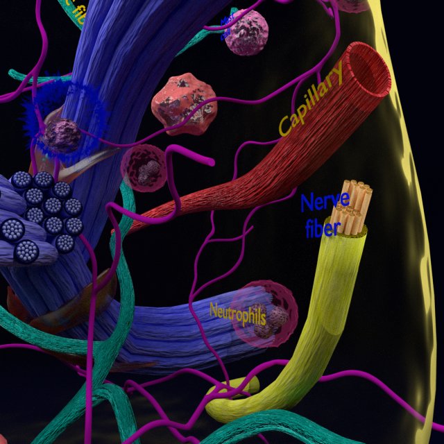 3D connective tissue elements labelled Modèle 3D in Anatomie 3DExport