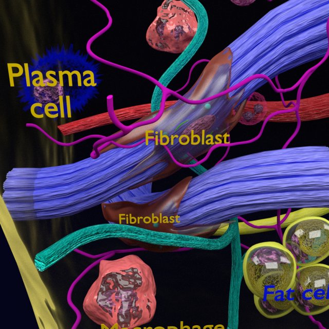 3D connective tissue elements labelled 3D Model in Anatomy 3DExport