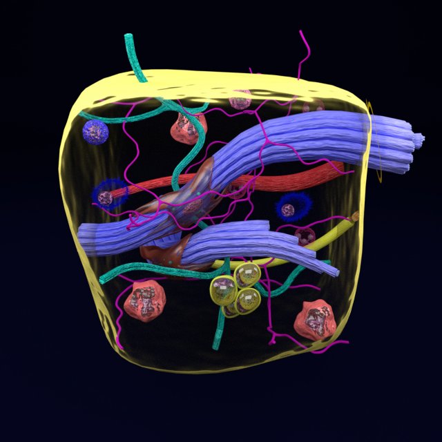 3D connective tissue elements labelled Modèle 3D in Anatomie 3DExport