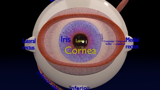 Eye anatomy cut open detail labelled 3D 3D Model in Anatomy 3DExport