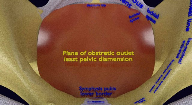 Female pelvis dimensions pelvimetry Modèle 3D in Anatomie 3DExport