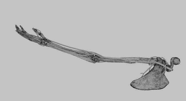 Upper limb arteries- axilla arm forearm hand 3D Model in Anatomi 3DExport