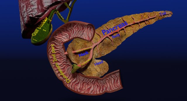 3D Hepato biliary tract pancreas gallbladder 3D Model in Anatomy 3DExport