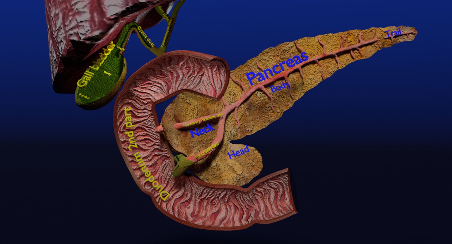 Pancreatic Duct Model
