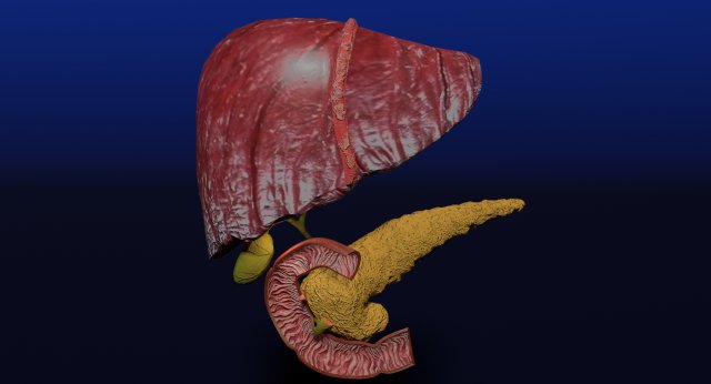 3D Hepato biliary tract pancreas gallbladder 3D Model in Anatomy 3DExport