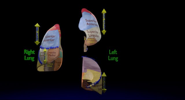 3D Lung Pulmonary segment anatomy model 3D Model in Anatomy 3DExport