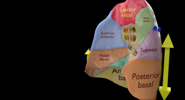 3D Lung Pulmonary segment anatomy model 3D Model in Anatomy 3DExport