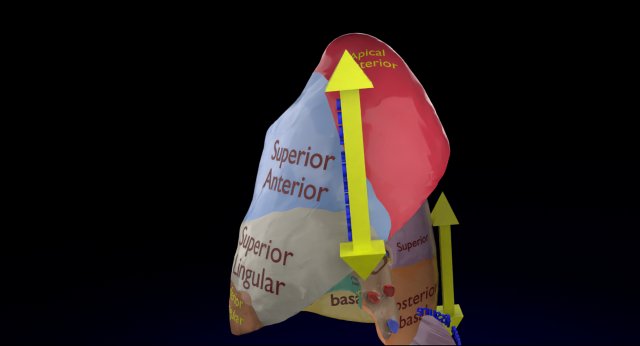 3D Lung Pulmonary segment anatomy model 3D Model in Anatomy 3DExport