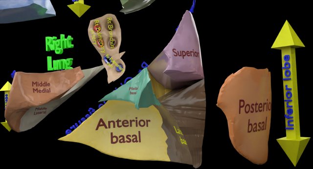 3D Lung Pulmonary segment anatomy model 3D Model in Anatomy 3DExport