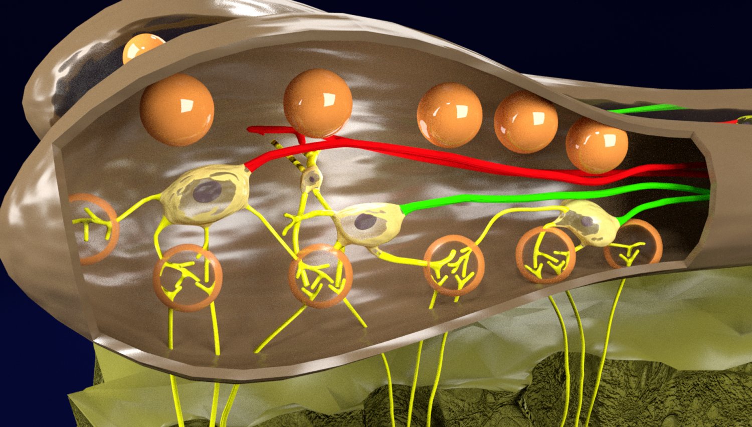 Olfactory system smell odour detail labelled 3D-Modell in Anatomie 3DExport