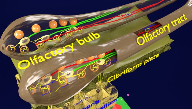 Olfactory system smell odour detail labelled 3D Model in Anatomy 3DExport