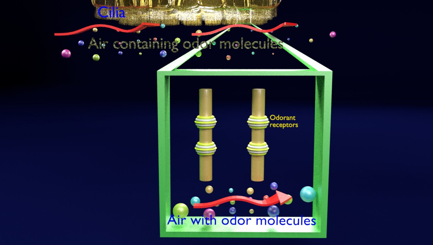 Olfactory system smell odour detail labelled 3D-Modell in Anatomie 3DExport