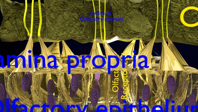 Olfactory system smell odour detail labelled 3D Model in Anatomy 3DExport