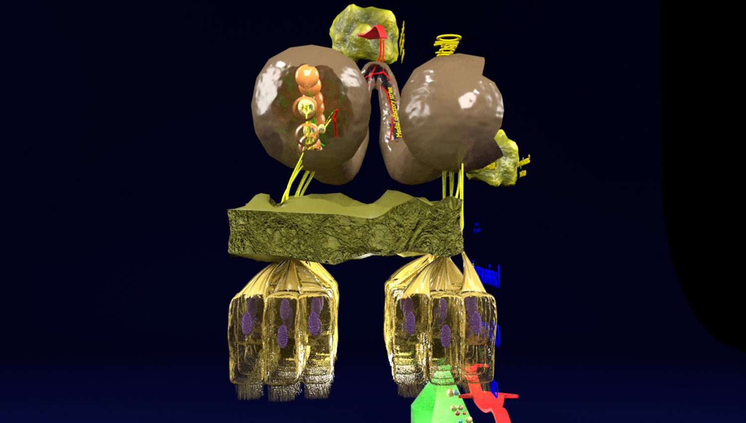 Olfactory system smell odour detail labelled 3D-Modell in Anatomie 3DExport