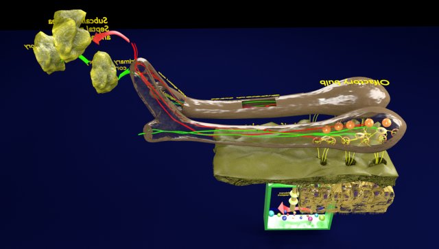 Olfactory system smell odour detail labelled 3D Model in Anatomy 3DExport