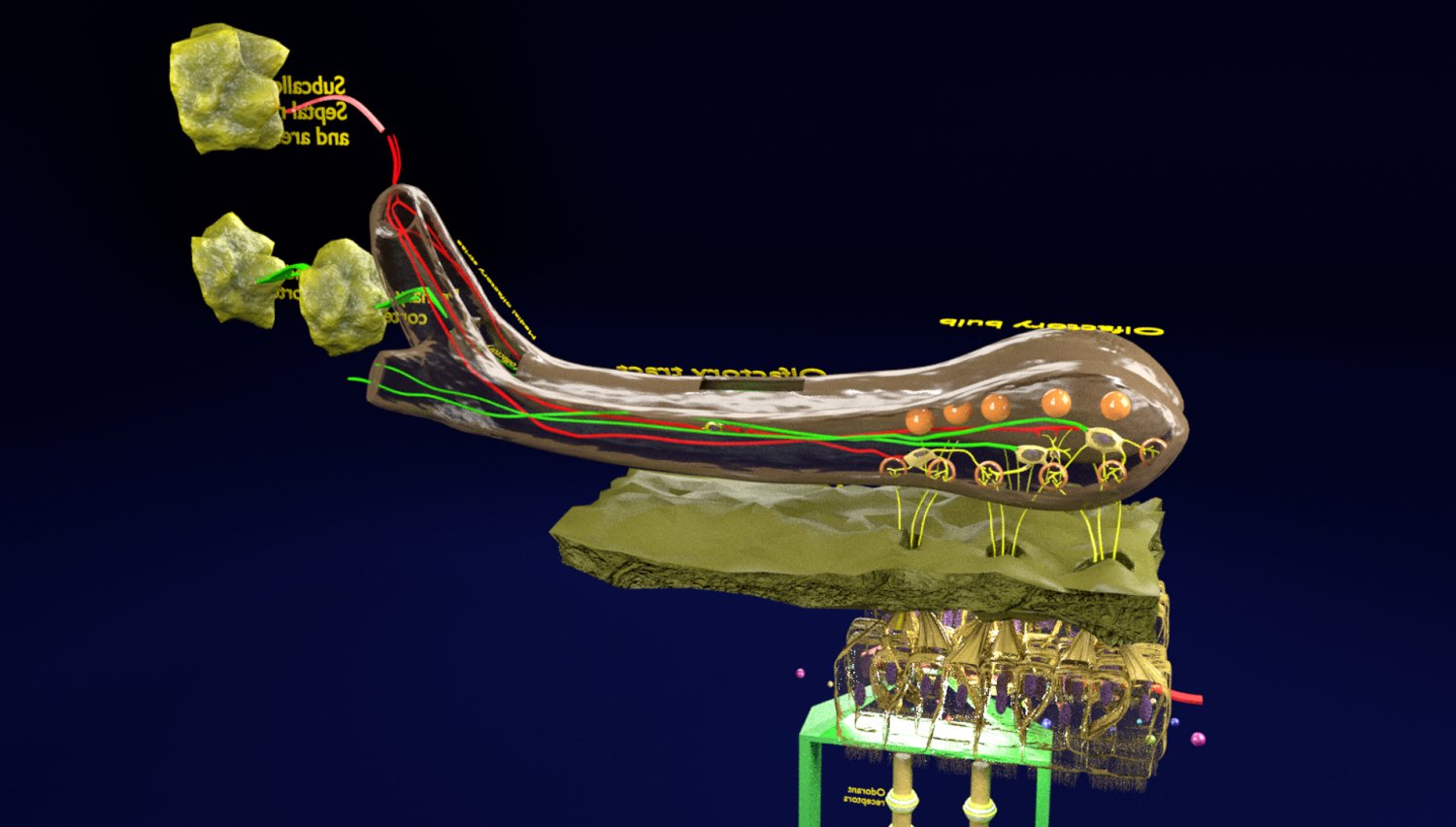 Olfactory system smell odour detail labelled 3D-Modell in Anatomie 3DExport