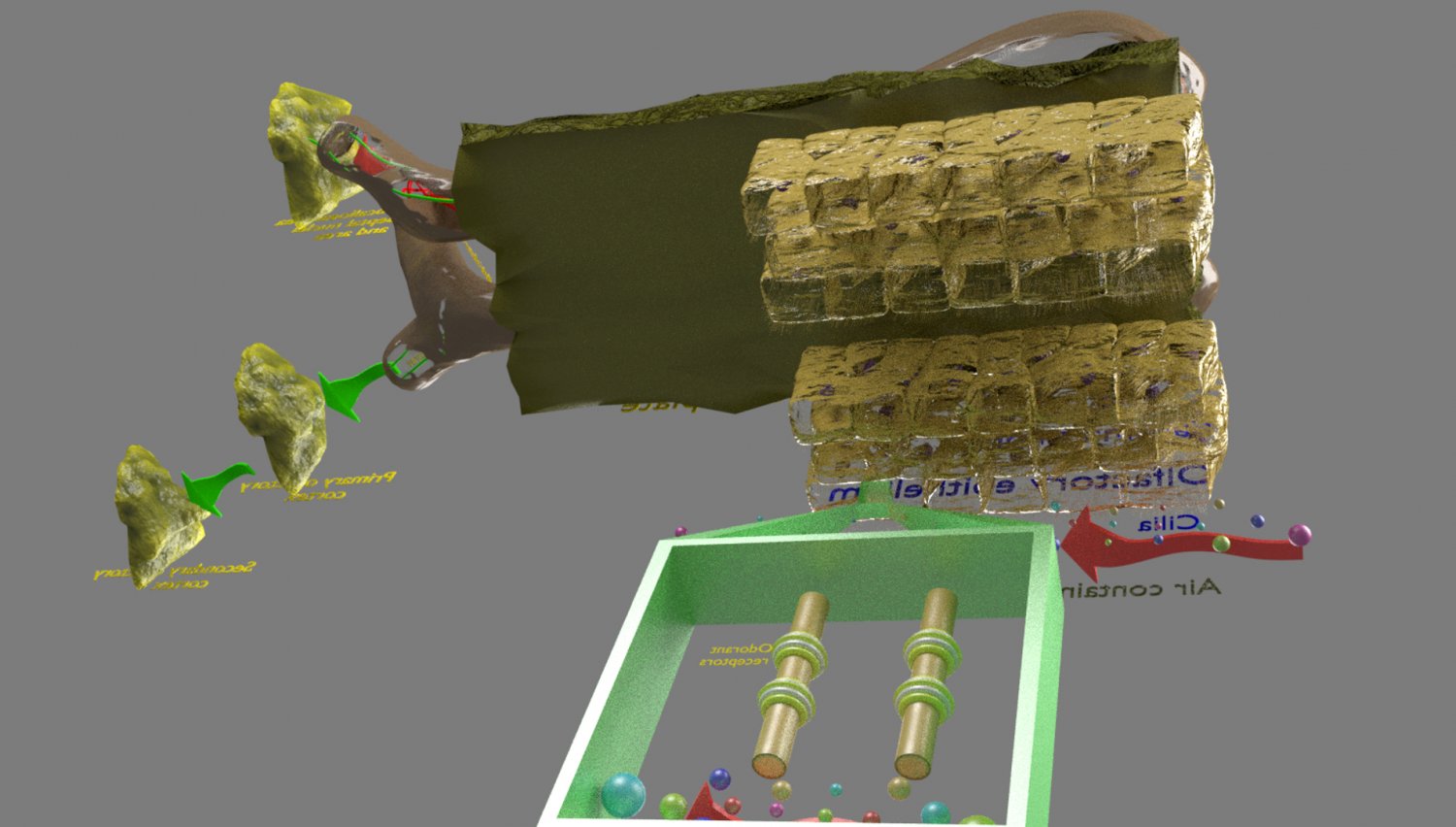 Olfactory system smell odour detail labelled 3D-Modell in Anatomie 3DExport