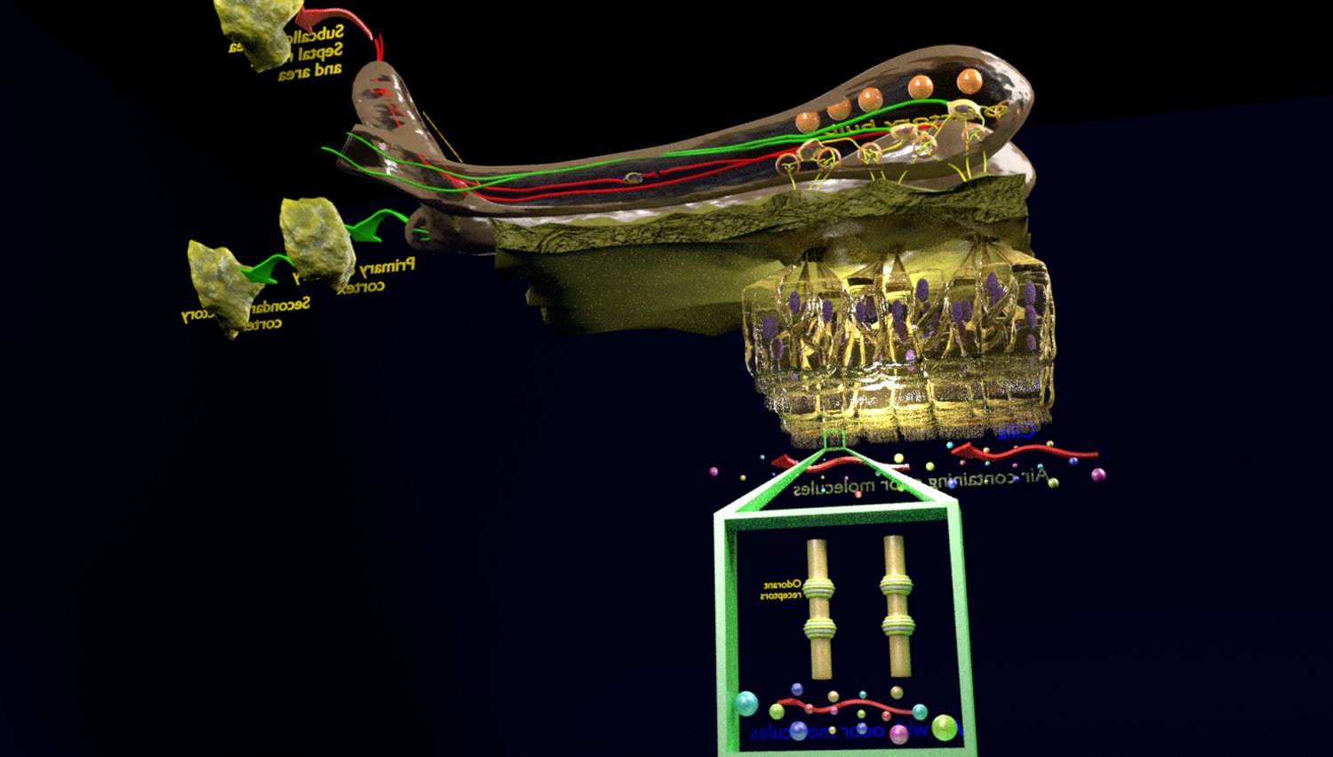 Olfactory system smell odour detail labelled 3D-Modell in Anatomie 3DExport