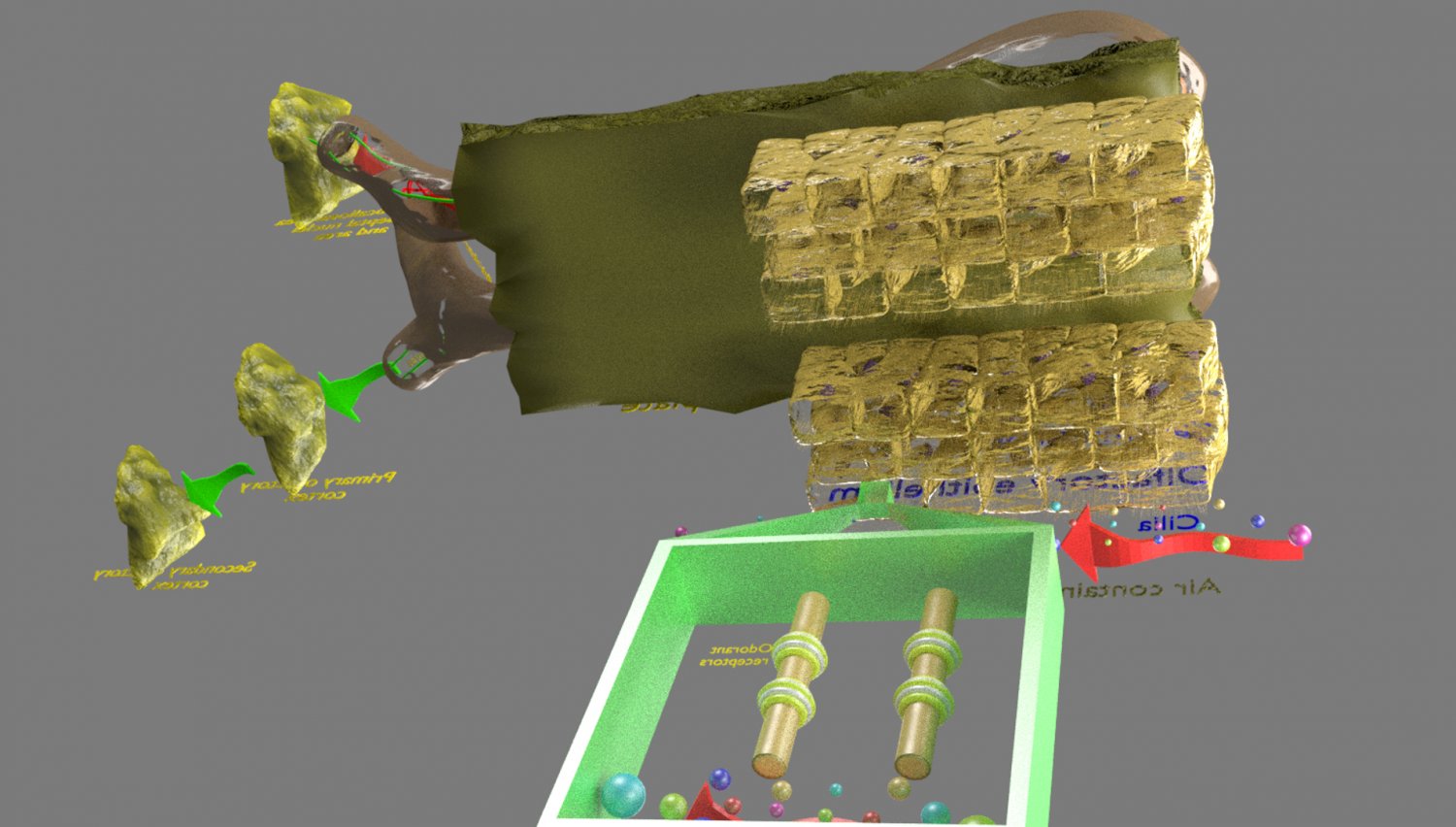 Olfactory system smell odour detail labelled 3D-Modell in Anatomie 3DExport