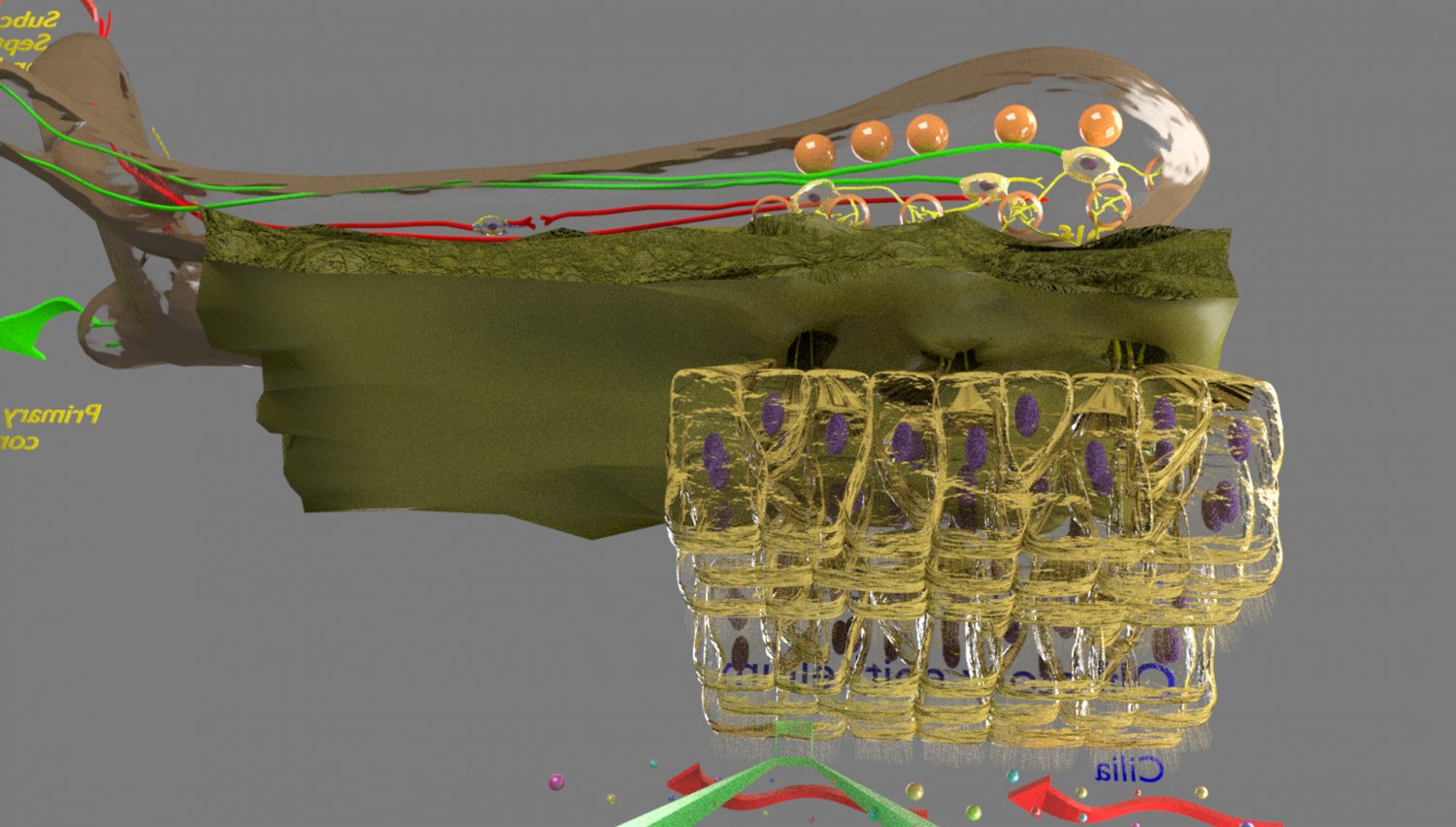 Olfactory system smell odour detail labelled 3D-Modell in Anatomie 3DExport