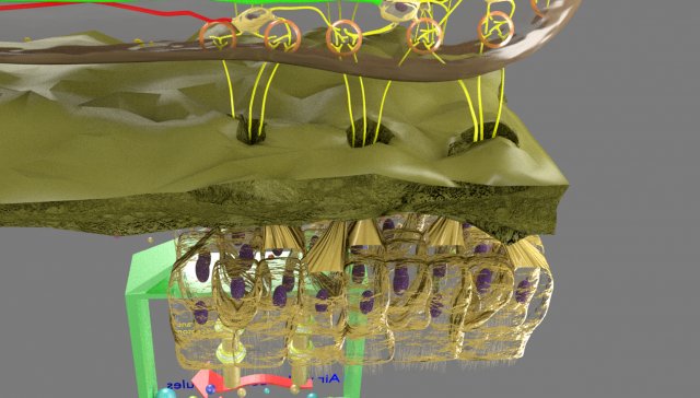Olfactory system smell odour detail labelled 3D Model in Anatomy 3DExport