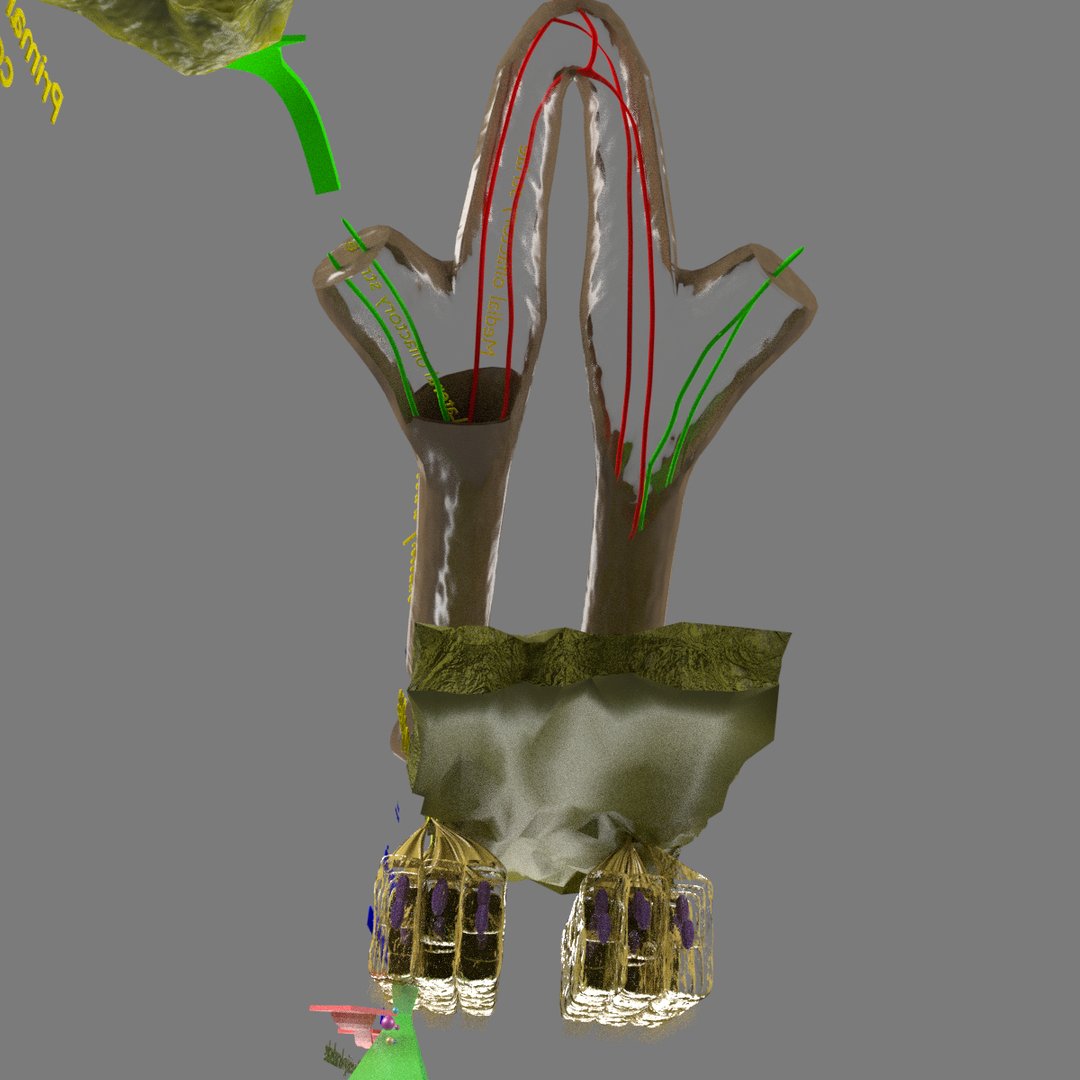 Olfactory system smell odour detail labelled 3D-Modell in Anatomie 3DExport