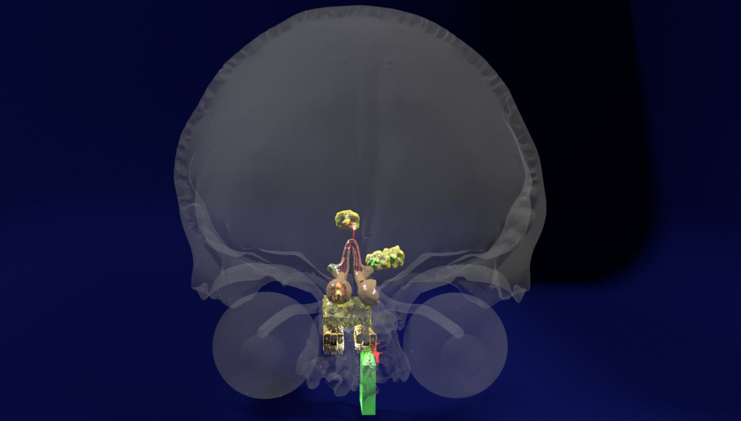 Olfactory system smell odour detail labelled 3D-Modell in Anatomie 3DExport