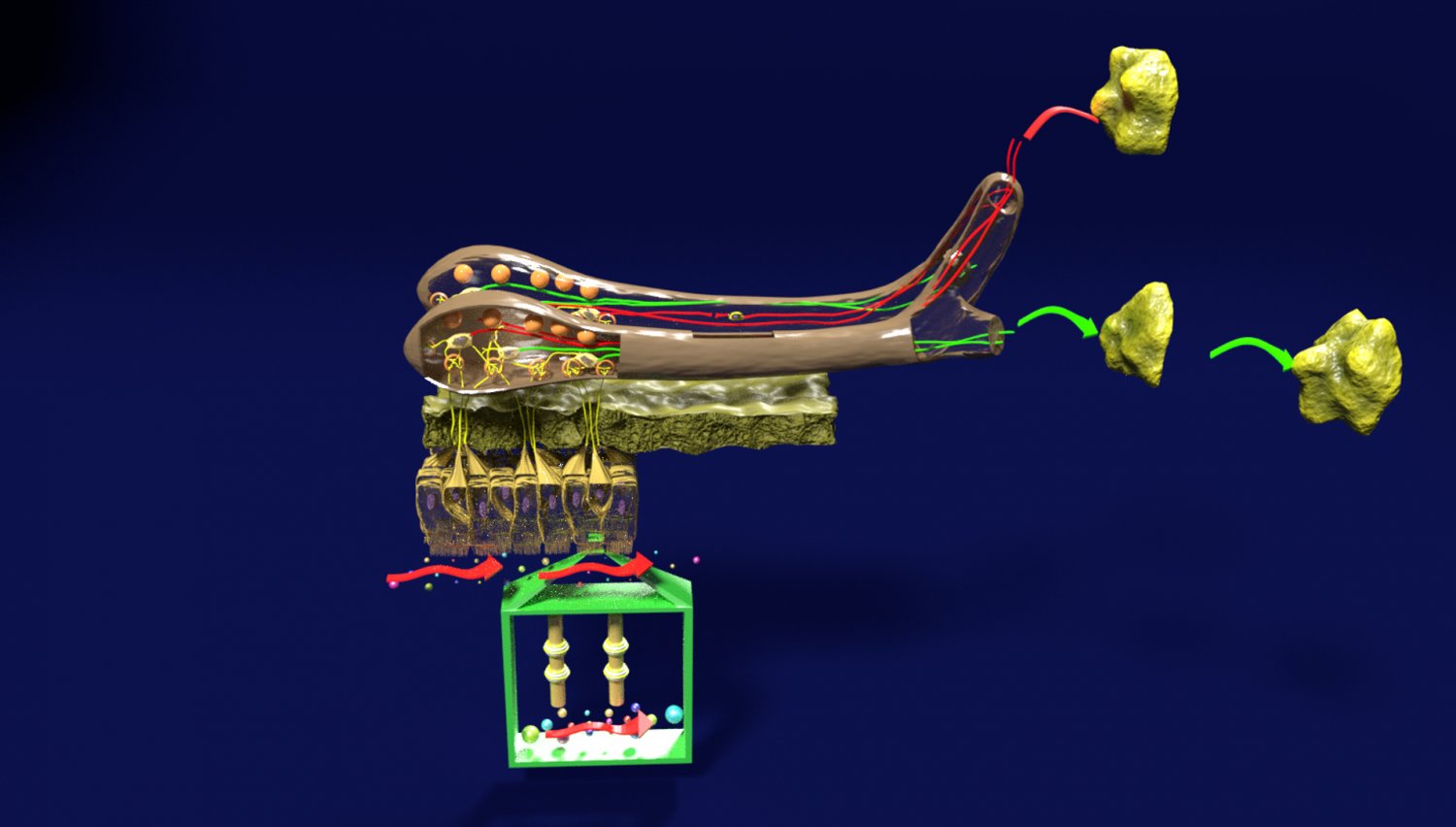 Olfactory system smell odour detail labelled 3D-Modell in Anatomie 3DExport