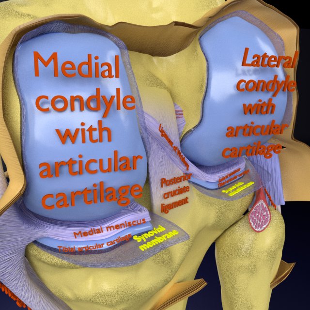 Knee joint cut open detail labelled 3D Model in Anatomy 3DExport