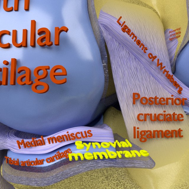 Knee joint cut open detail labelled 3D Model in Anatomy 3DExport