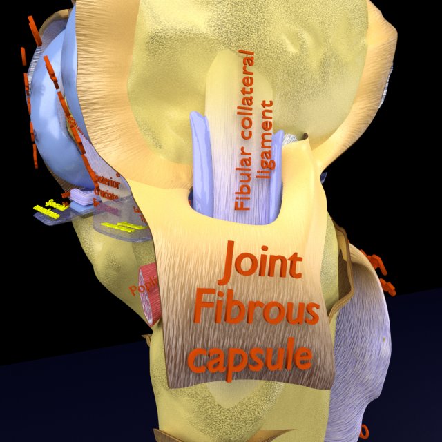 Knee joint cut open detail labelled 3D Model in Anatomy 3DExport