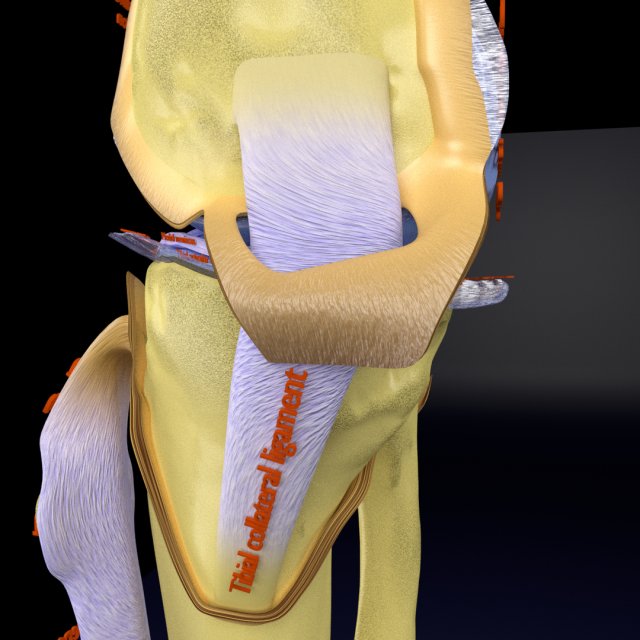 Knee joint cut open detail labelled 3D Model in Anatomy 3DExport