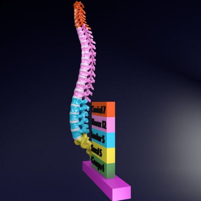 Vertebrae vertebral column color labelled 3D Model in Anatomy 3DExport