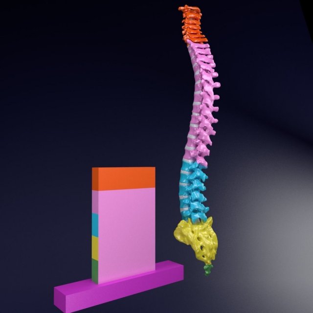 Vertebrae vertebral column color labelled 3D Model in Anatomy 3DExport