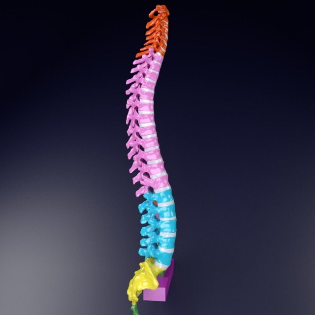 Vertebrae vertebral column color labelled 3D Model in Anatomy 3DExport