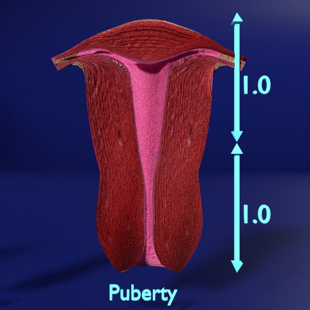 3D Uterus different stages of development cut label 3D Model in Anatomy ...