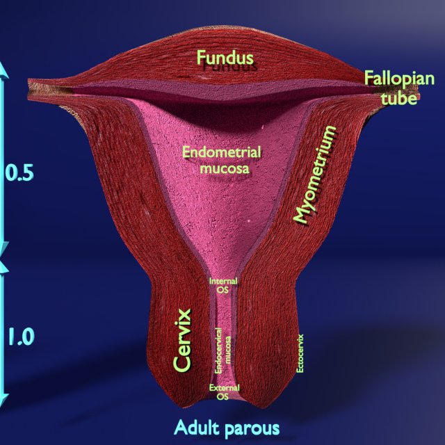 3D Uterus different stages of development cut label 3D Model in Anatomy ...