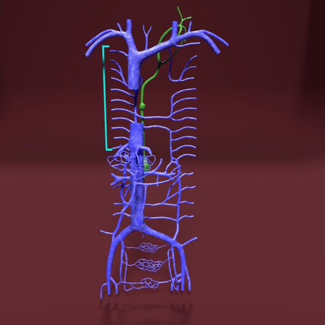 Venous system thoraco abdominal 3D 3D Model in Anatomy 3DExport