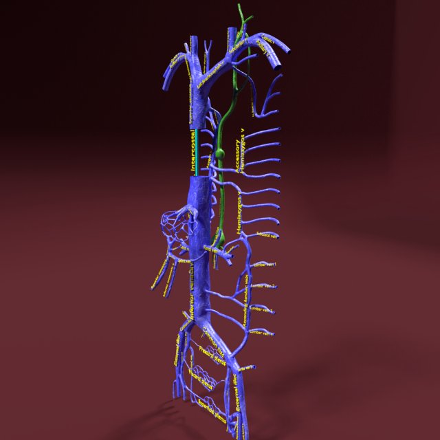 Venous system thoraco abdominal 3D 3D Model in Anatomy 3DExport