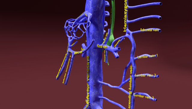 Venous system thoraco abdominal 3D 3D Model in Anatomy 3DExport