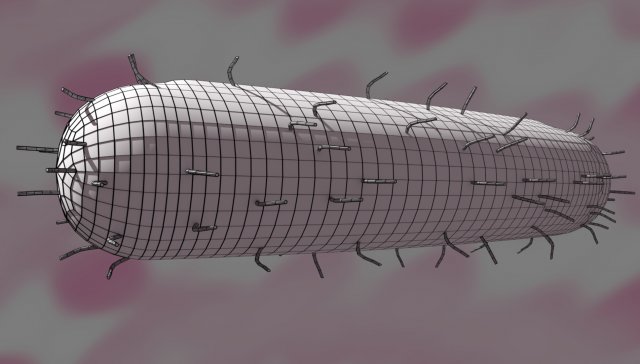 Tuberculosis bacteria detail cut section labelled 3D 3D 모델 in 해부학 3DExport