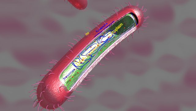 Tuberculosis bacteria detail cut section labelled 3D 3D Model in ...