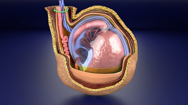 3D testis with covering layers model 3D Model in Anatomy 3DExport