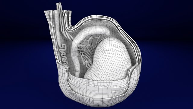 3D testis with covering layers model 3D Model in Anatomy 3DExport